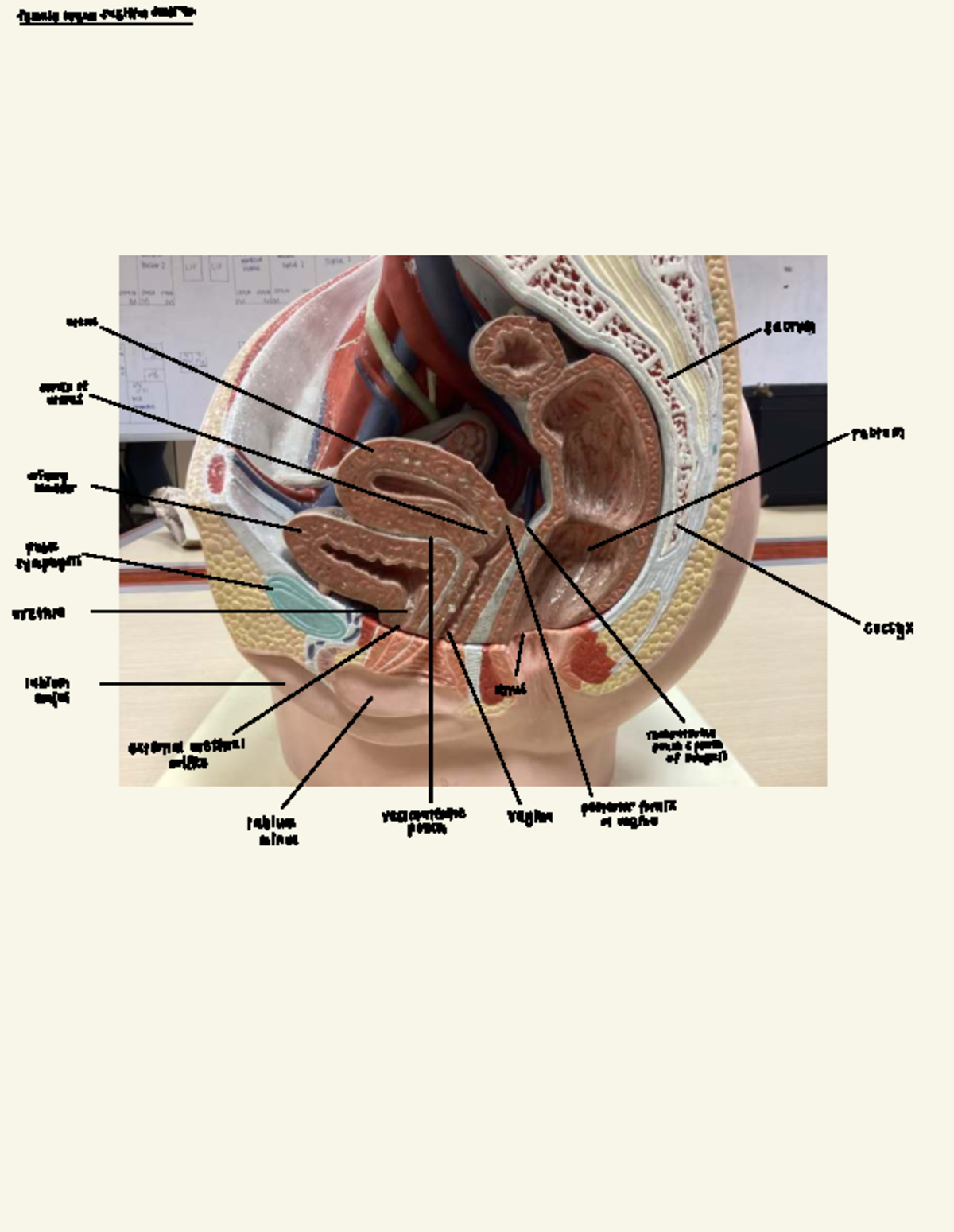 Reproductive Anatomy: Male & Female Structures Overview - Studocu