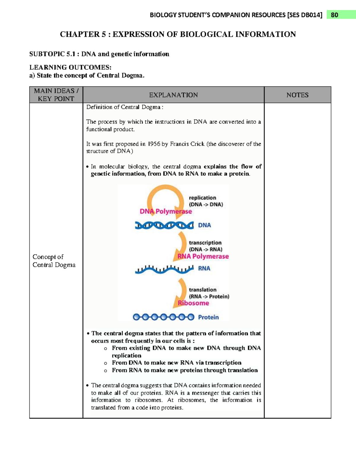 BIO 101 Final Exam Notes: Chapter 5 - DNA & Protein Synthesis - Studocu