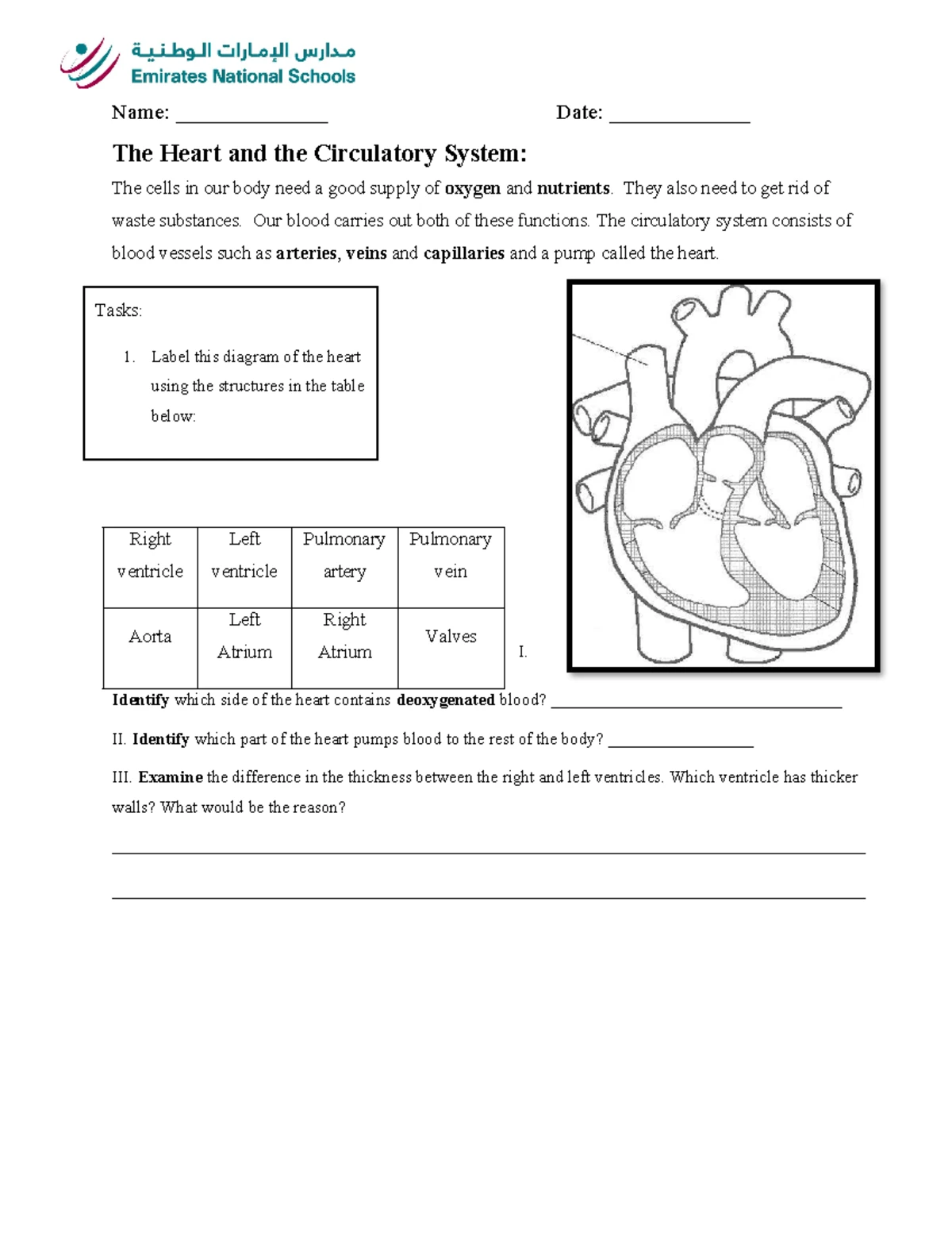 Cow heart dissection - lab report - Name: Date: Objective: Using a cow ...
