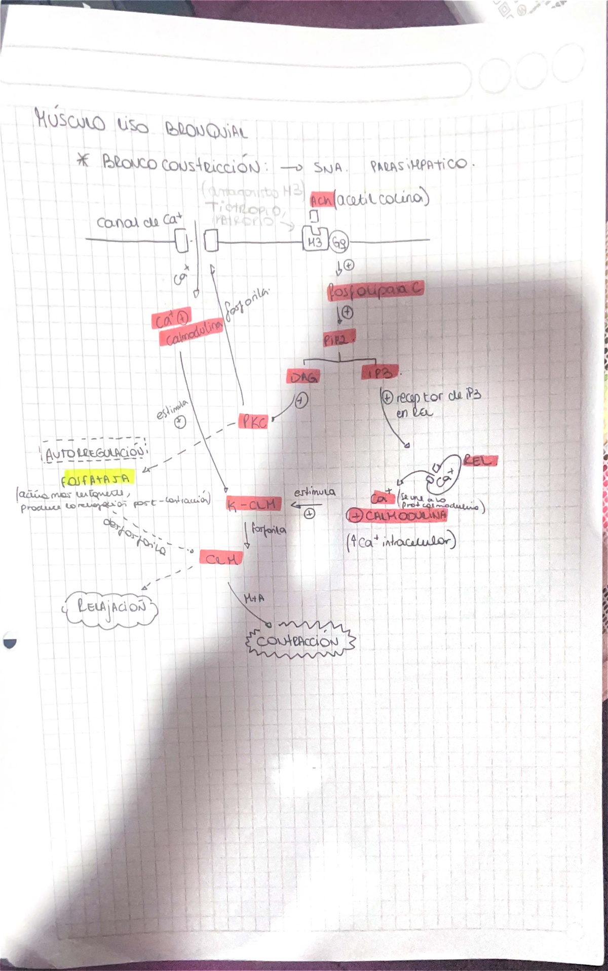 MUSCULO LISO BRONQUIAL: BRONCOCONSTRICCIÓN y REGULACIÓN SNA - Studocu