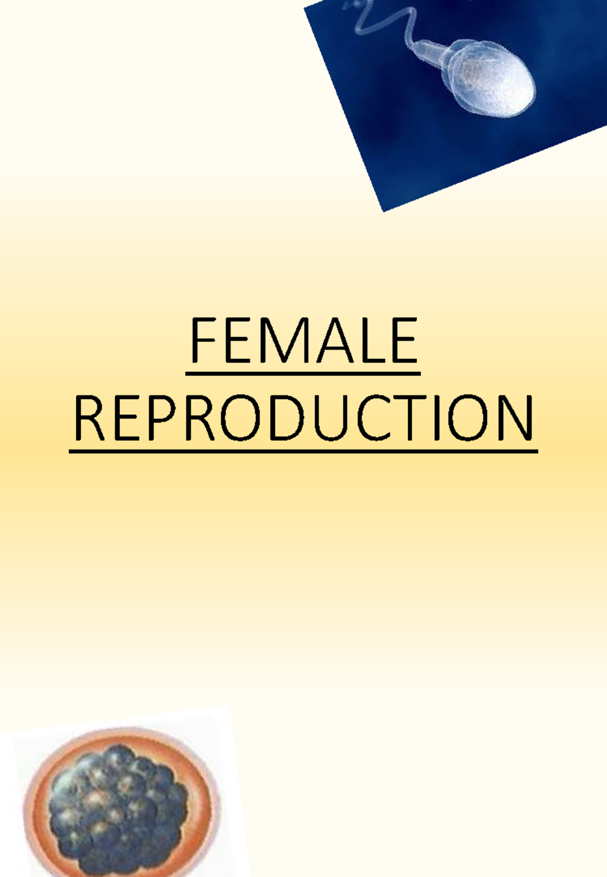 Biology 101: Female Reproductive System Overview and Oogenesis - Studocu