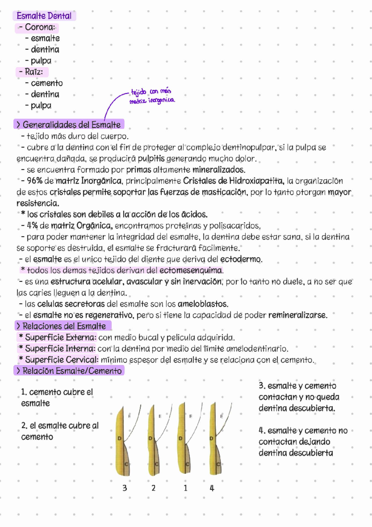 Solemne 2: Generalidades del Esmalte y Dentina en Histología Oral - Studocu