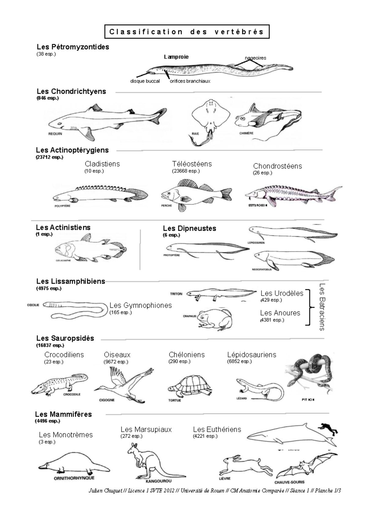 Chap 1 - Classification des Vertébrés en Anatomie Comparée (Licence 1 ...