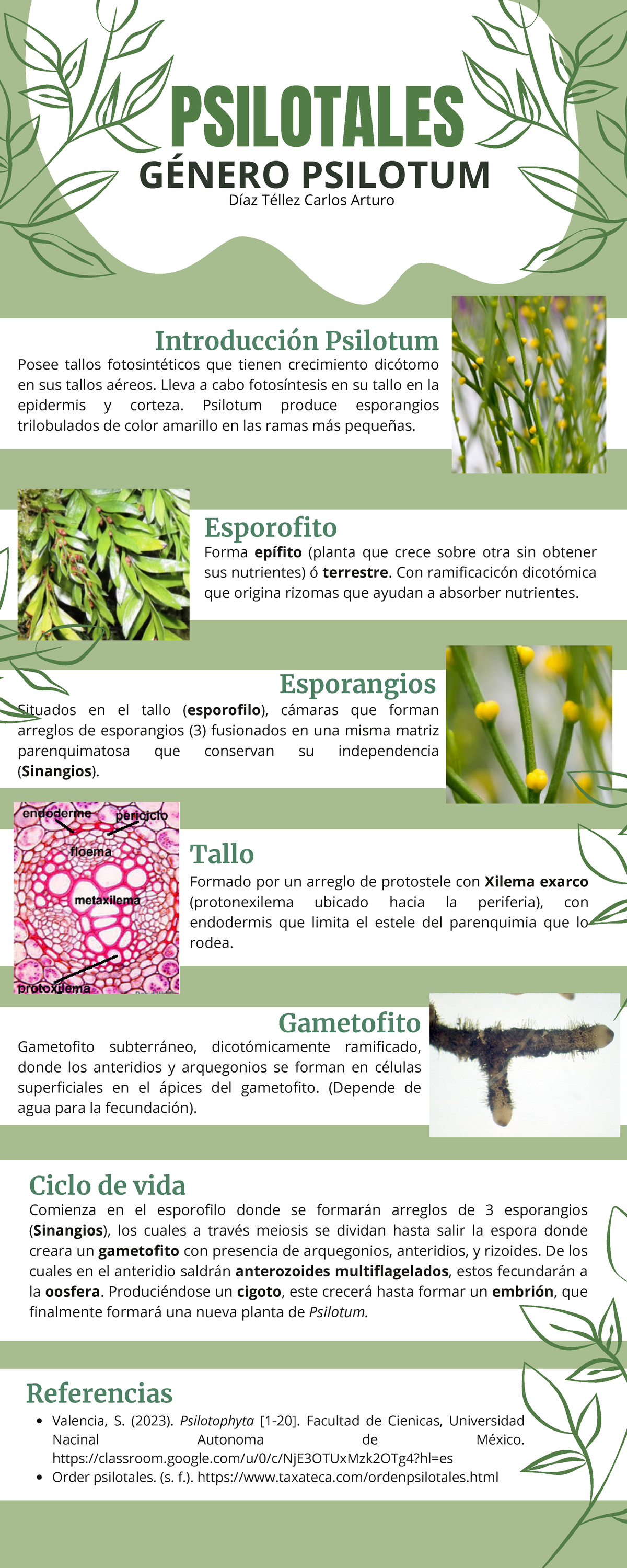 Ciclo De Vida Do Psilotum