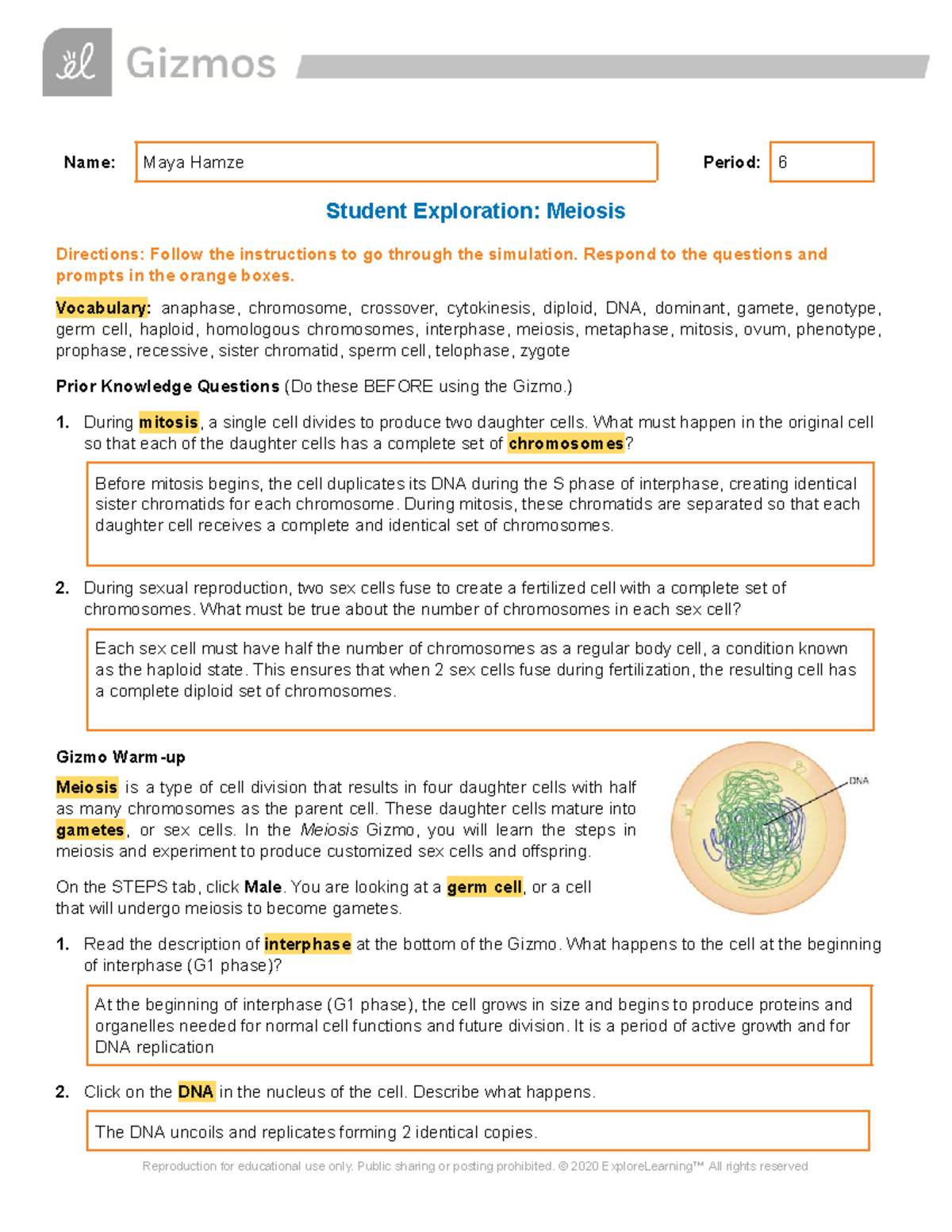 Meiosis Exploration: Gizmo Simulation & Key Concepts (Bio 101) - Studocu