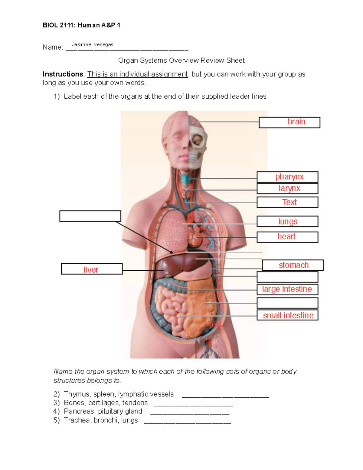 BIOL 2111: Organ Systems Overview Review Sheet for A&P 1 - Studocu
