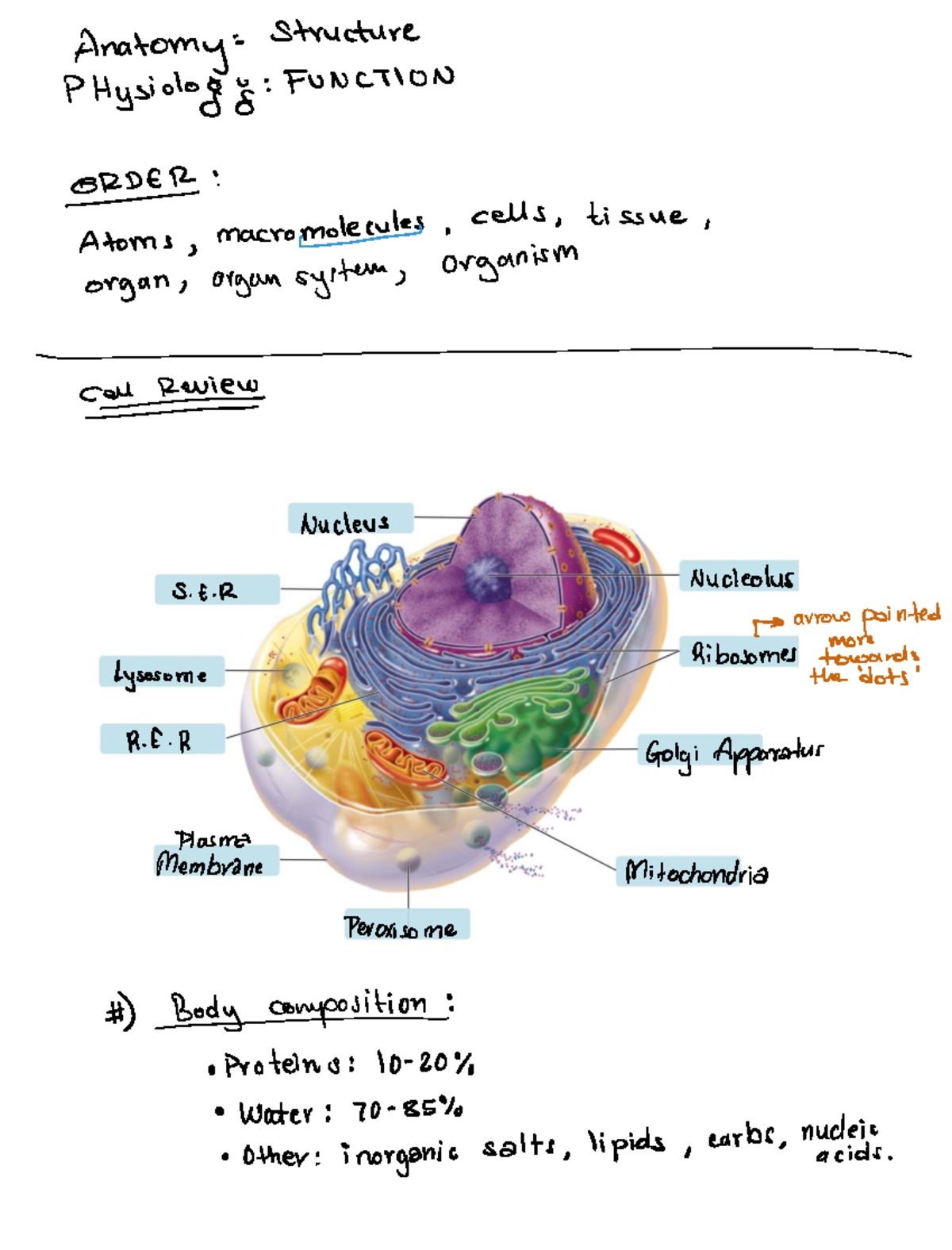 Human Anatomy Exam 1 Review: Structure, Function, and Tissue Types ...