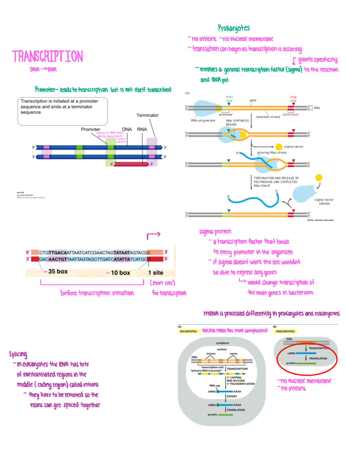 Exam 2 Study Guide: Prokaryotic Transcription & Translation Insights ...