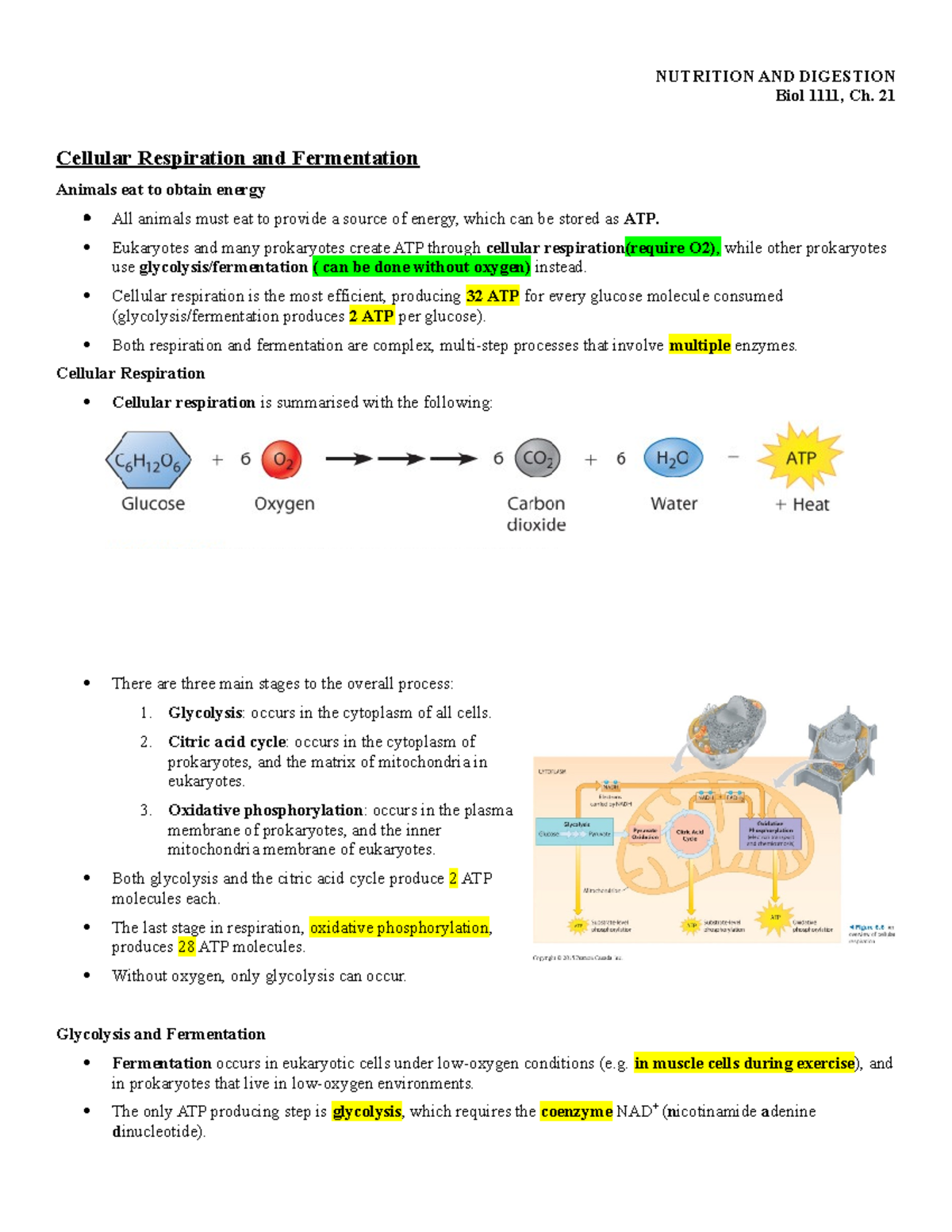 BIOL 1111 Cellular Respiration & Digestion - Ch. 21 Notes - Studocu