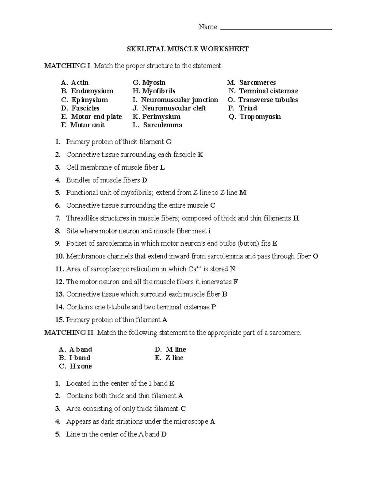 Worksheet 3: Muscular System Matching and Fill-in-the-Blank Study Guide ...