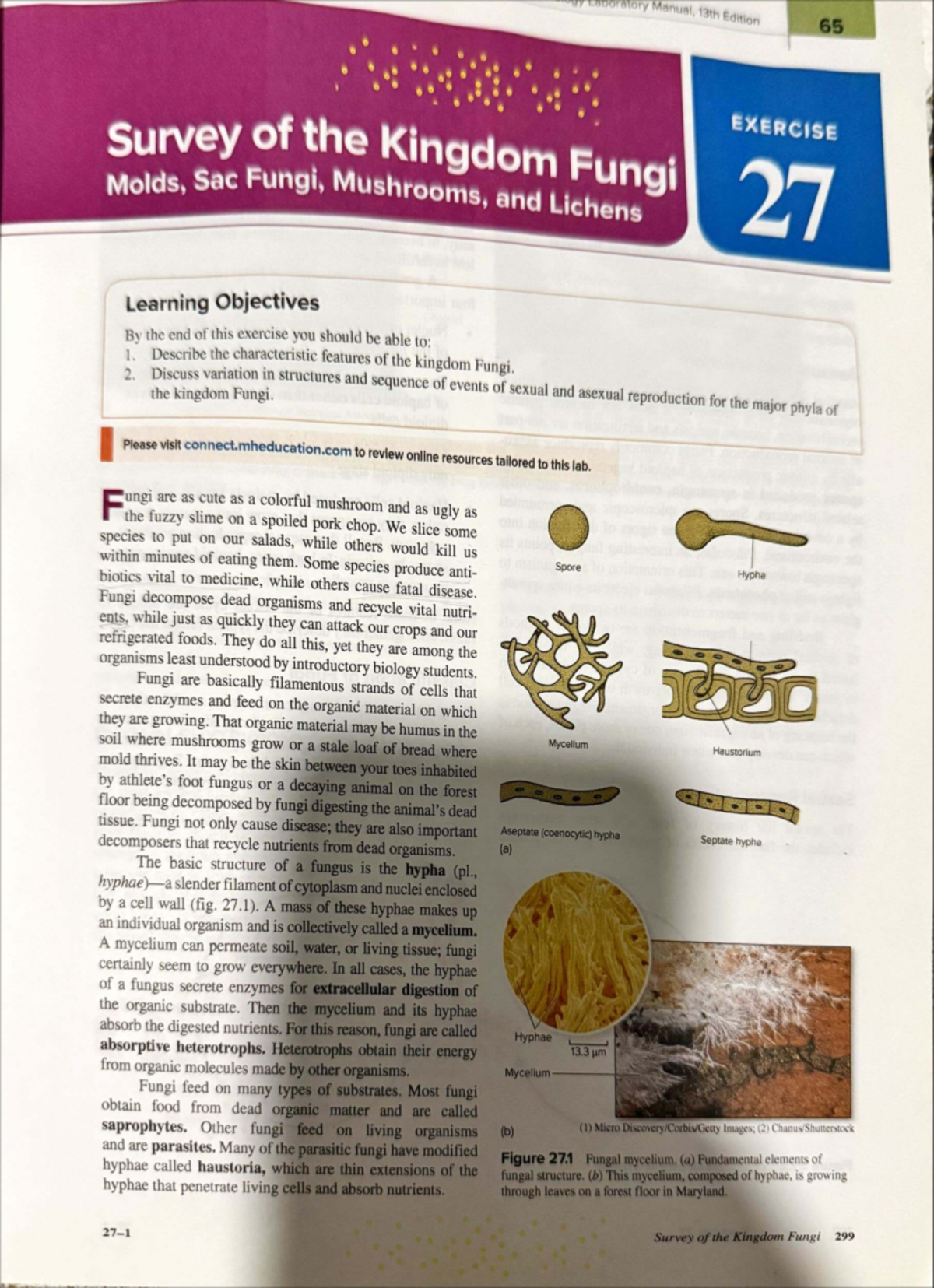 Biology Lab Manual: Survey of Fungi - Exercise 27 Insights - Studocu