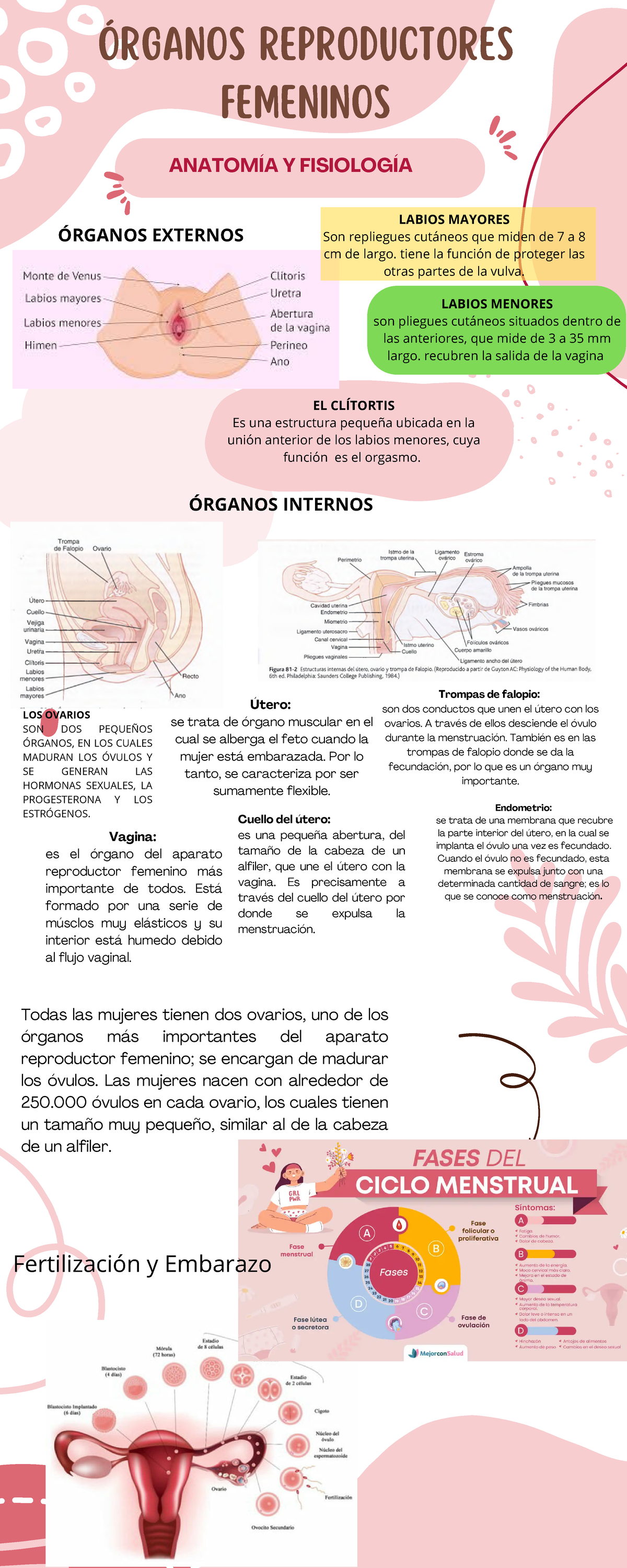Organo Reproductor Femenino-2 - óRGANOS REPRODUCTORES FEMENINOS ...