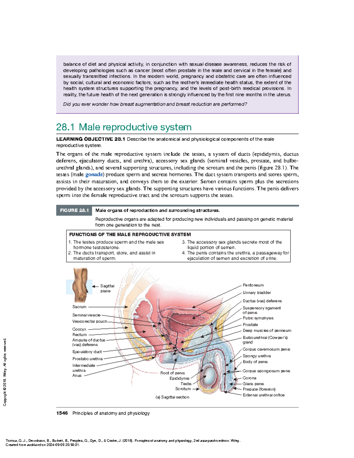 Anatomy & Physiology Principles: Male Reproductive System Overview (2nd AP) - Studocu