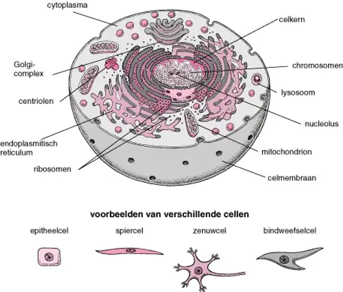 Farmacologie Samenvatting: Belangrijke Concepten en Mechanismen ...