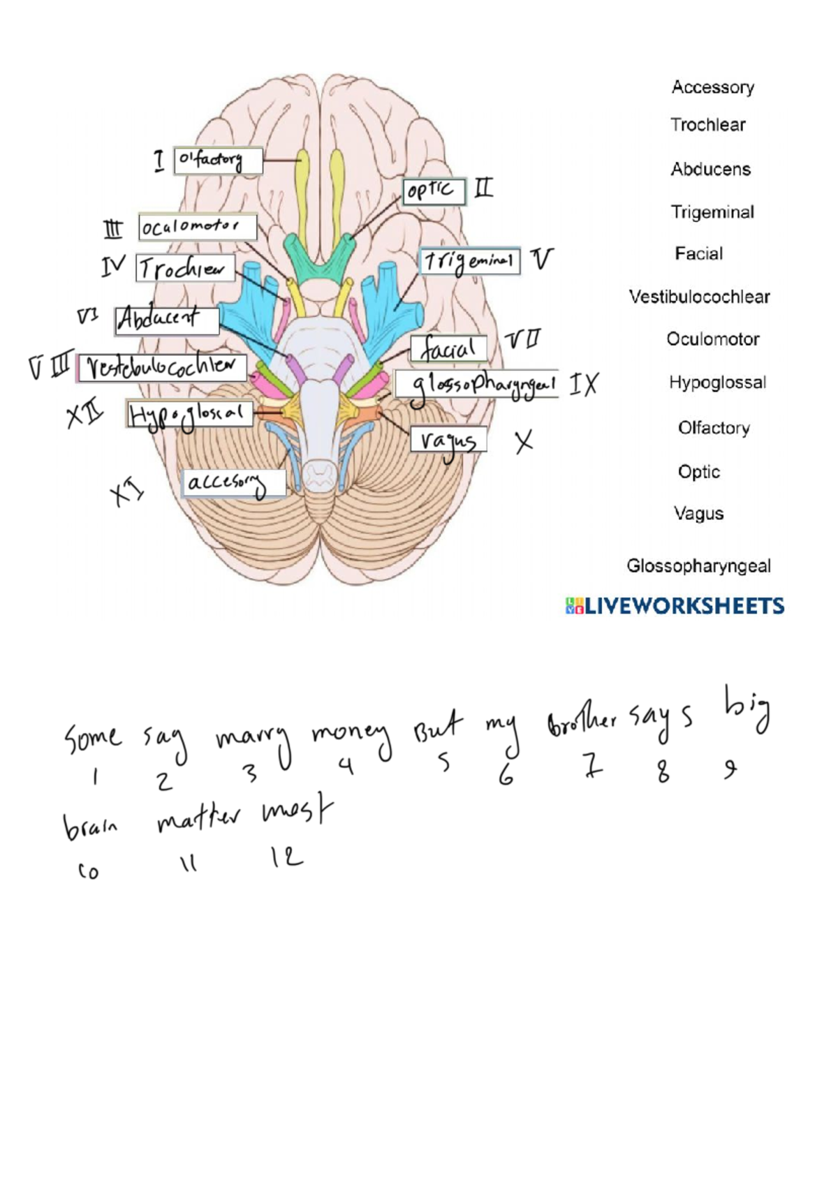 Quiz - Cranial Nerves 1-6: Functions and Mnemonics - Studocu