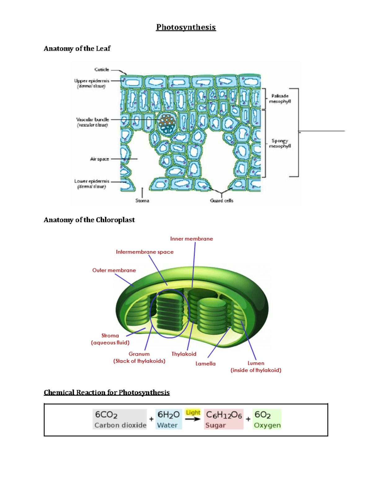Photosynthesis Detail Summary - Print ME - Anatomy of the Leaf Anatomy ...