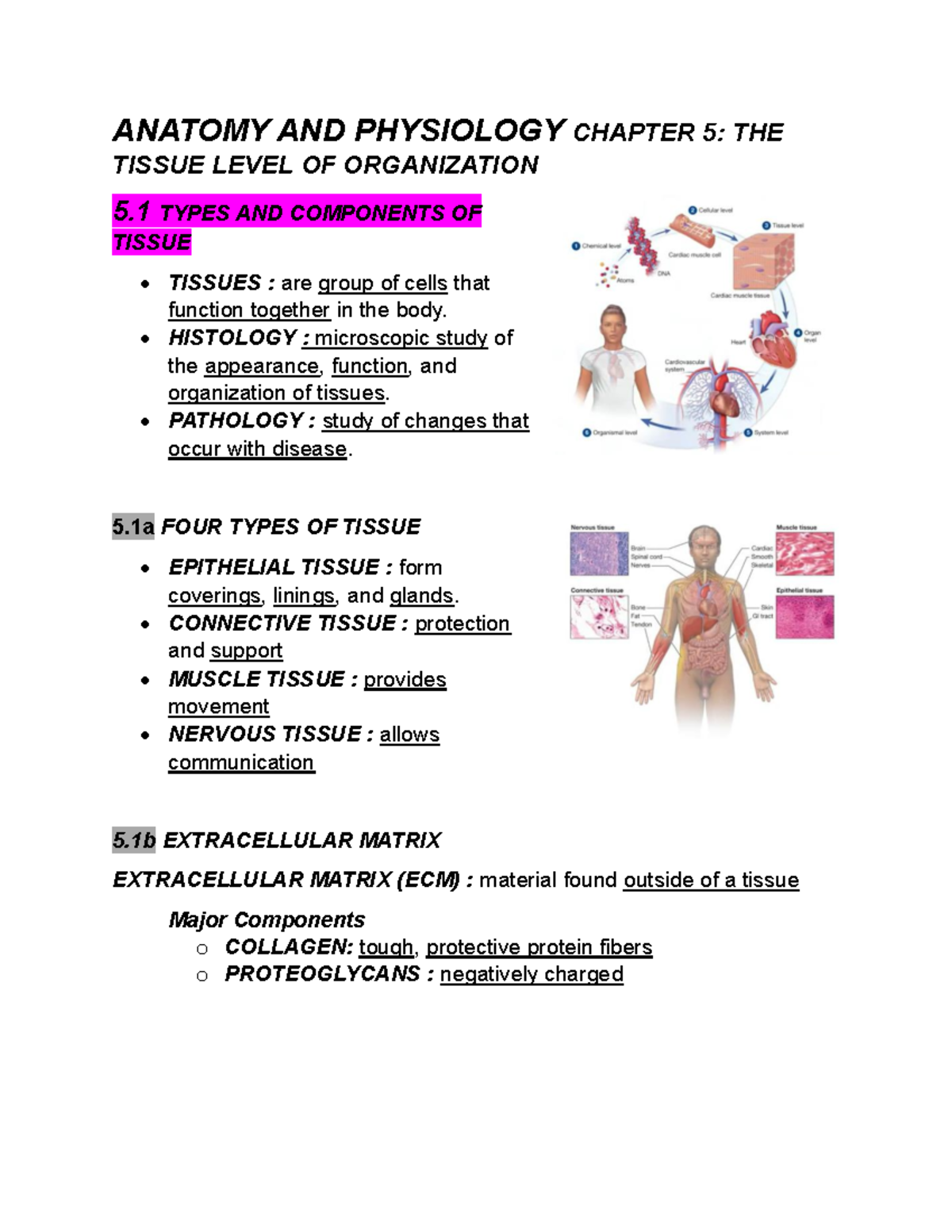 ANATOMY & PHYSIOLOGY CH 5: TISSUE LEVEL OF ORGANIZATION - Studocu