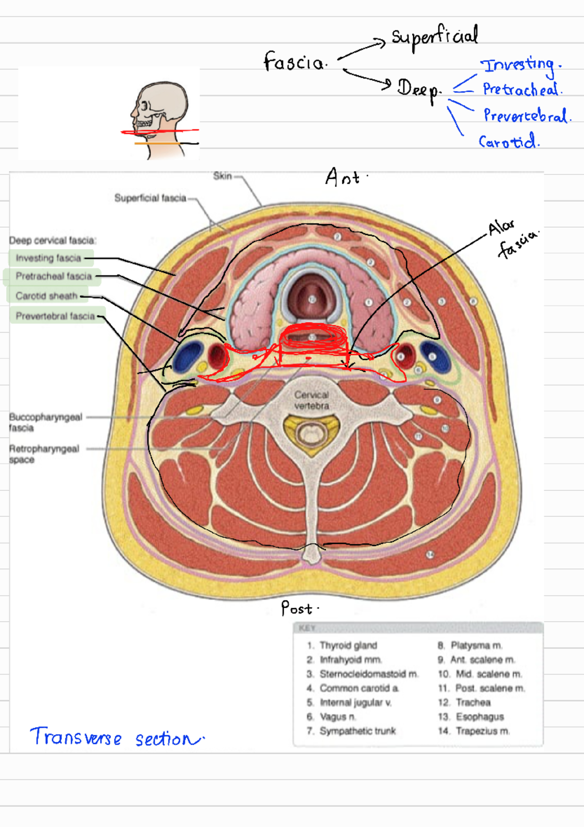 Fascial spaces 240923 133428 - Superficial Fascia. Investing. Deep ...