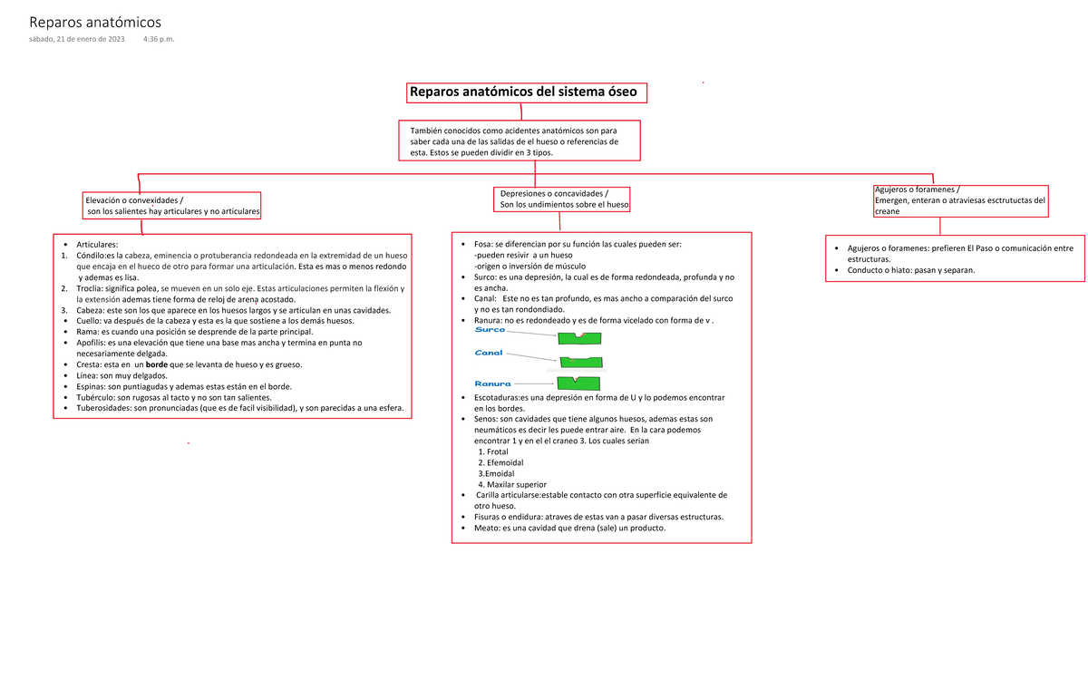 Reparos Anatómicos del Sistema Óseo - Estudio Completo - Studocu