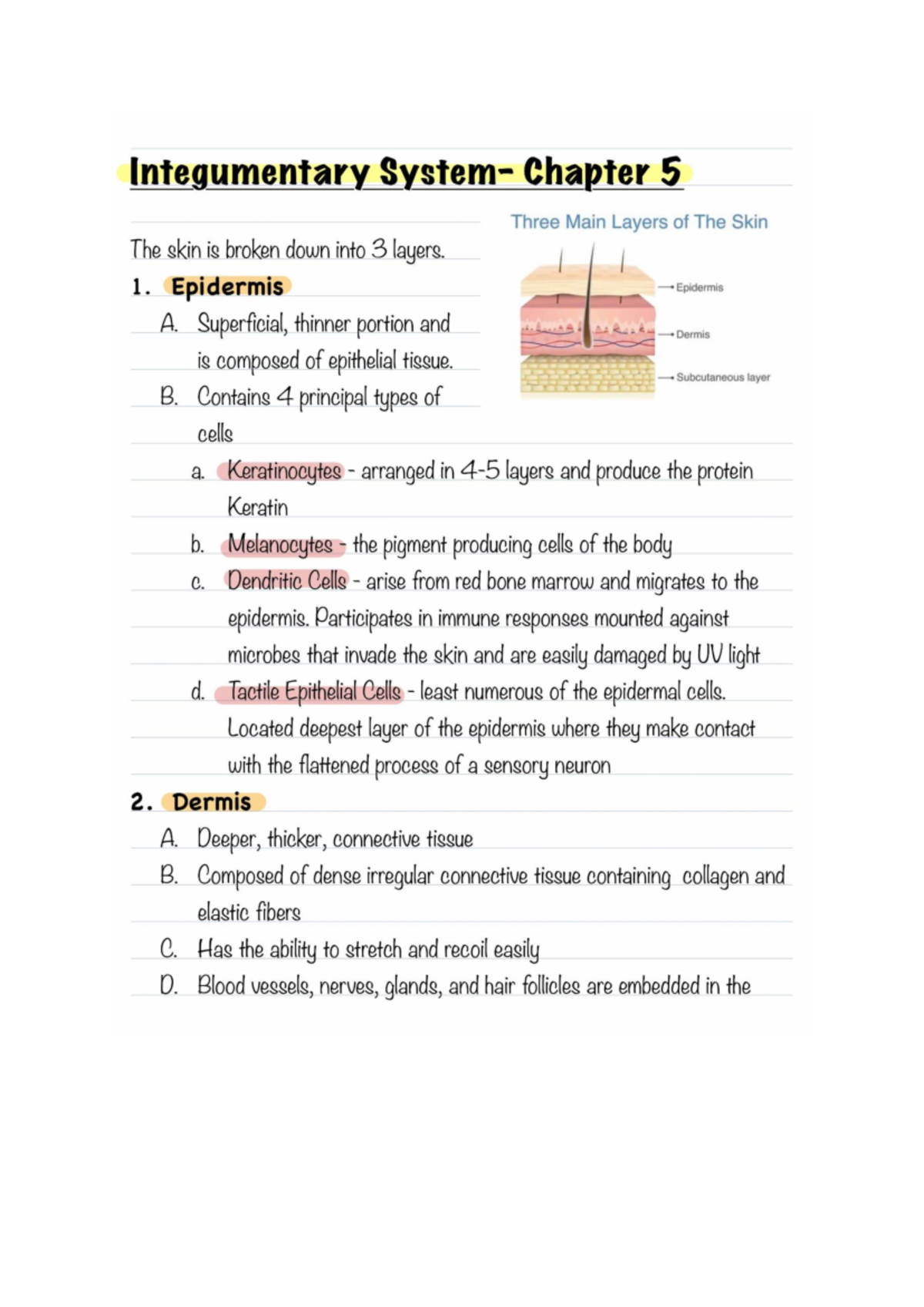 Integumentary System Chapter 5: The Three Main Layers of Skin - Studocu