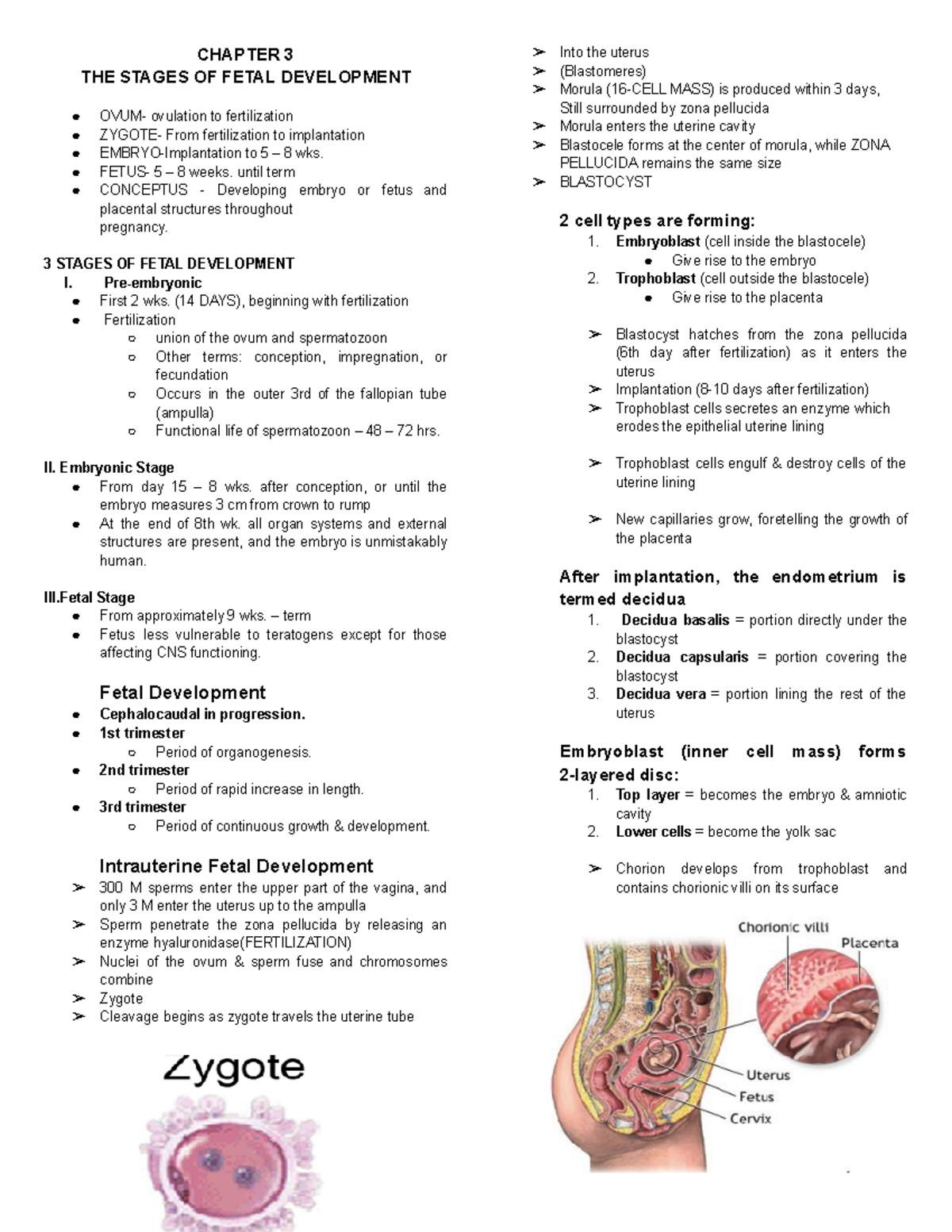 C3 Stages of Fetal Development: A Comprehensive Overview - Studocu