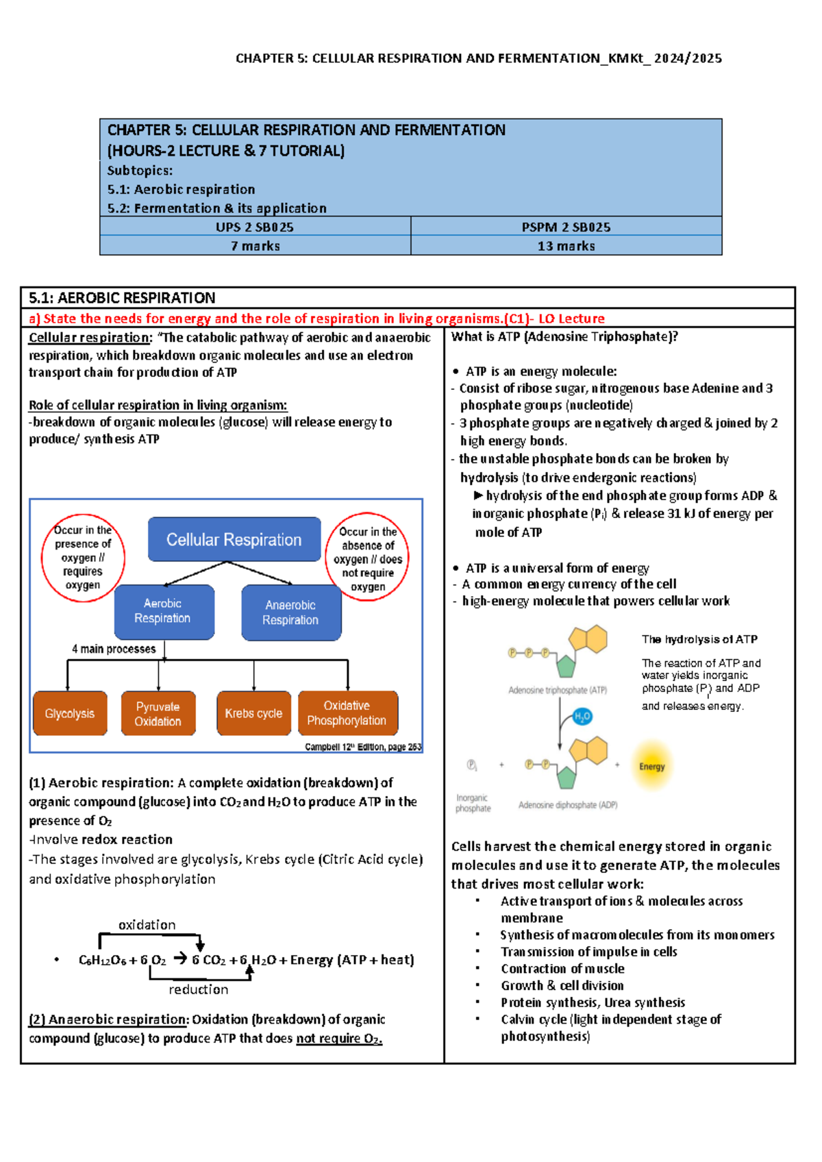 CHAPTER 5: CELLULAR RESPIRATION & FERMENTATION NOTES_KMKt - Studocu
