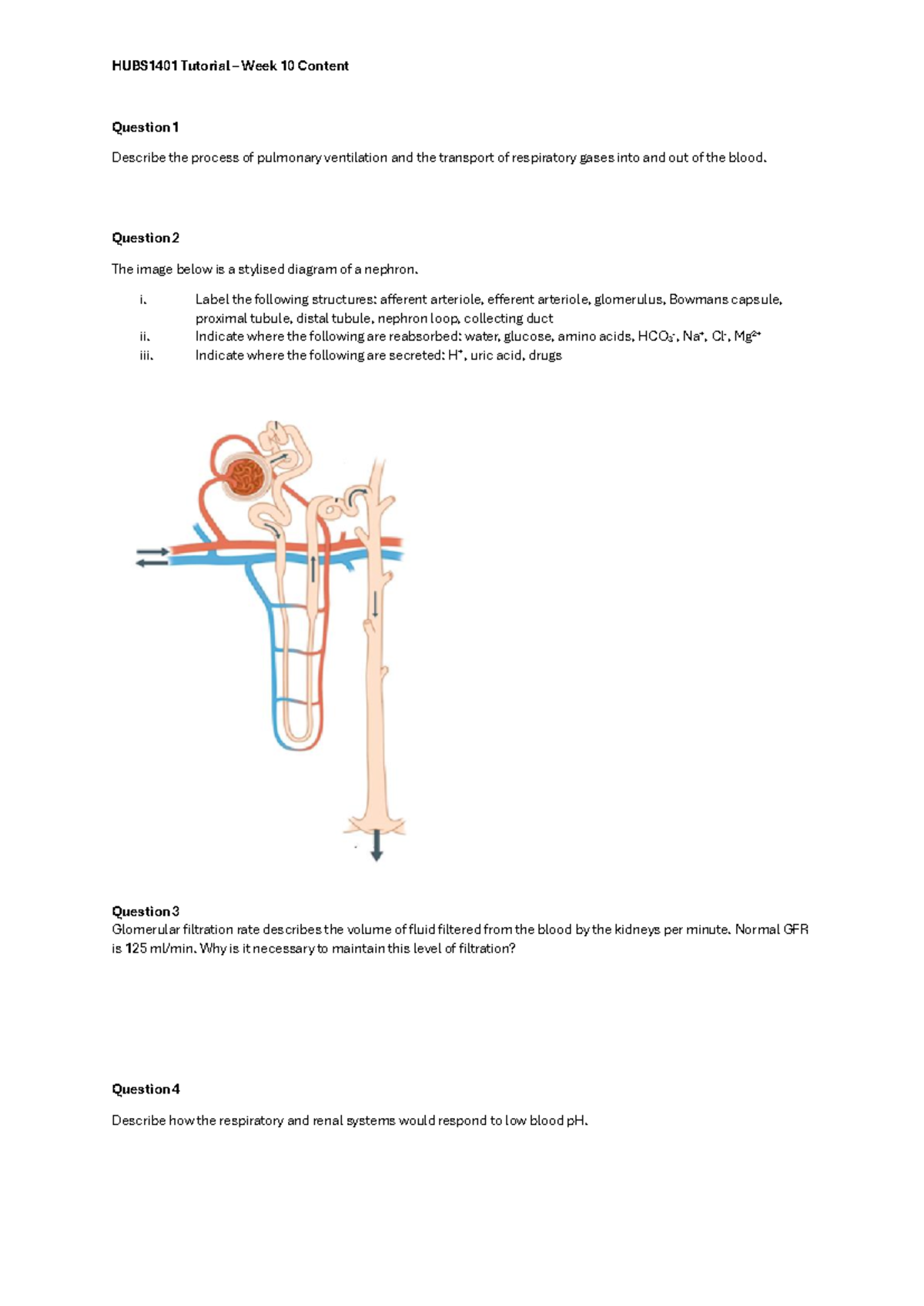 HUBS1401 Tutorial - Week 10: Pulmonary Ventilation & Nephron Functions ...