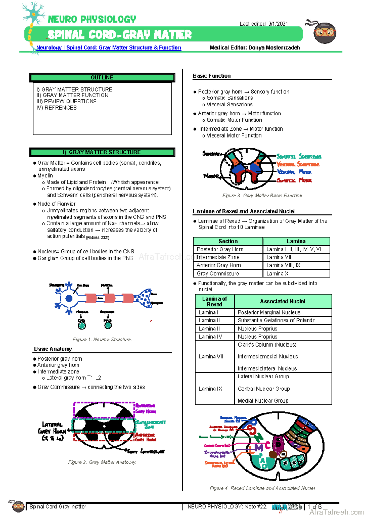 NEURO PHYSIOLOGY: Notes on Spinal Cord Gray Matter Structure & Function ...