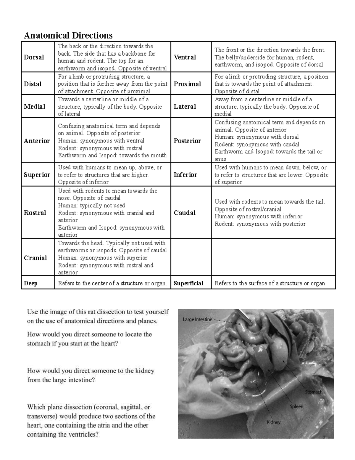 Anatomical Directions & Planes Worksheet (BIO 101) - Studocu