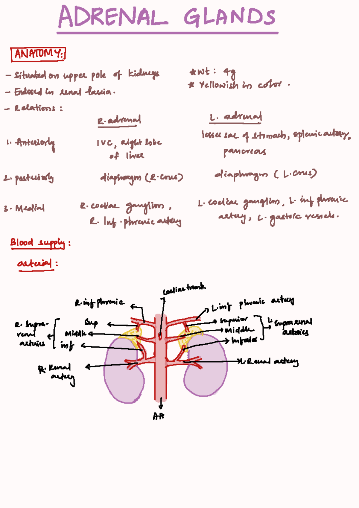 Anatomy of Adrenal Glands: Structure and Blood Supply Details - Studocu