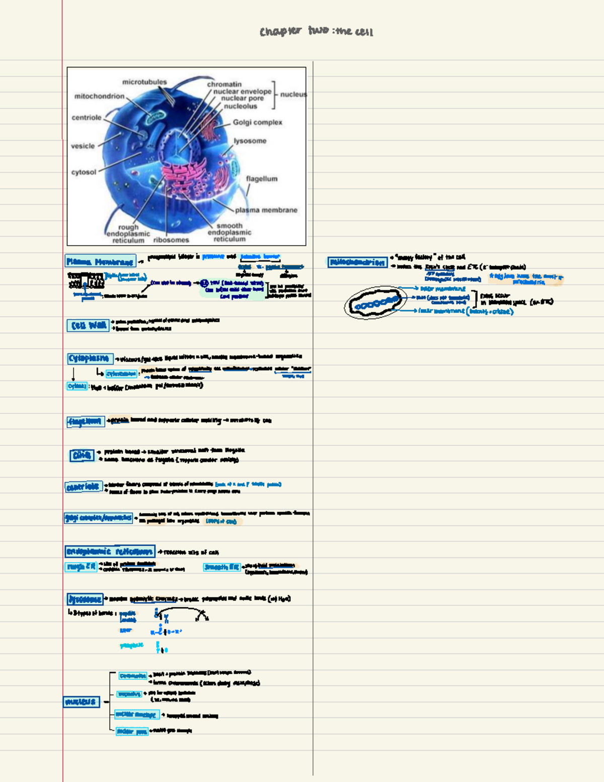 Ch 2 - Cell Structure & Function: Microtubules, Organelles, & Transport ...