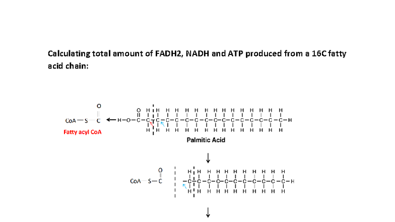 Beta Oxidation Calculation - BIOC212 - Calculating total amount of ...