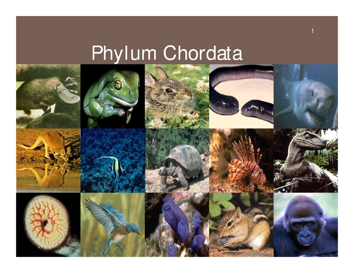 Phylum Chordata 2022 - introduction to anatomy - Phylum Chordata 1 ...