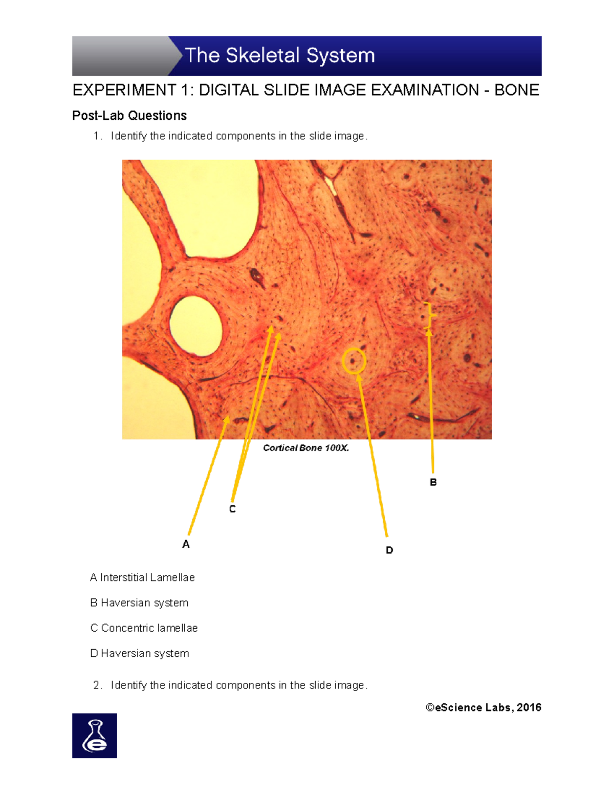 Lab6-Skeletal System-Sp20 - EXPERIMENT 1: DIGITAL SLIDE IMAGE ...