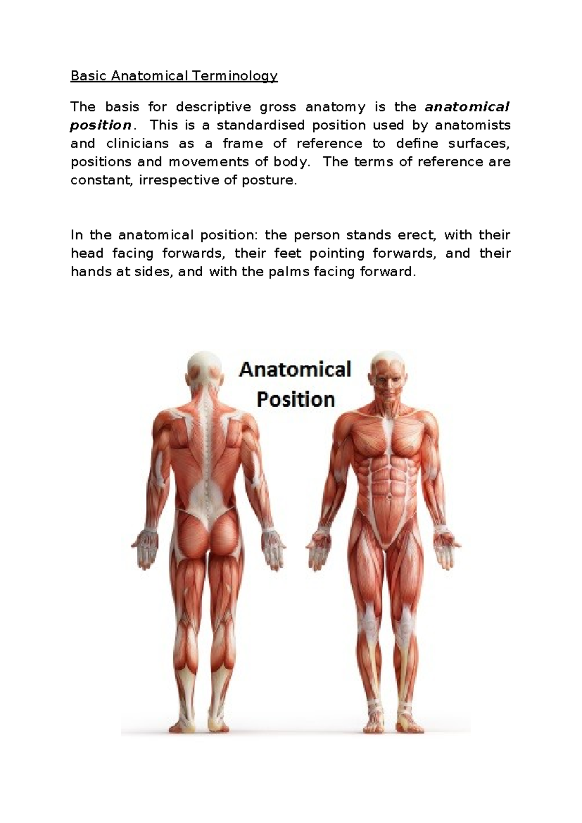 Basic Anatomical Terminology - This is a standardised position used by ...