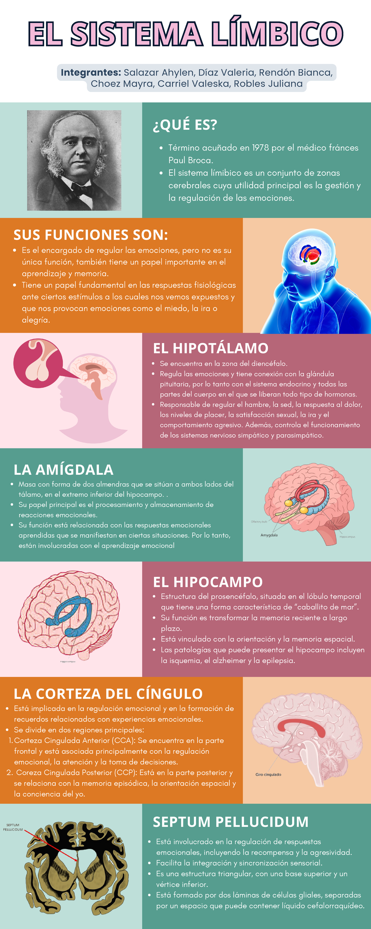 Sistema Límbico Infografía El Sistema Límbicoel Sistema Límbico Qué