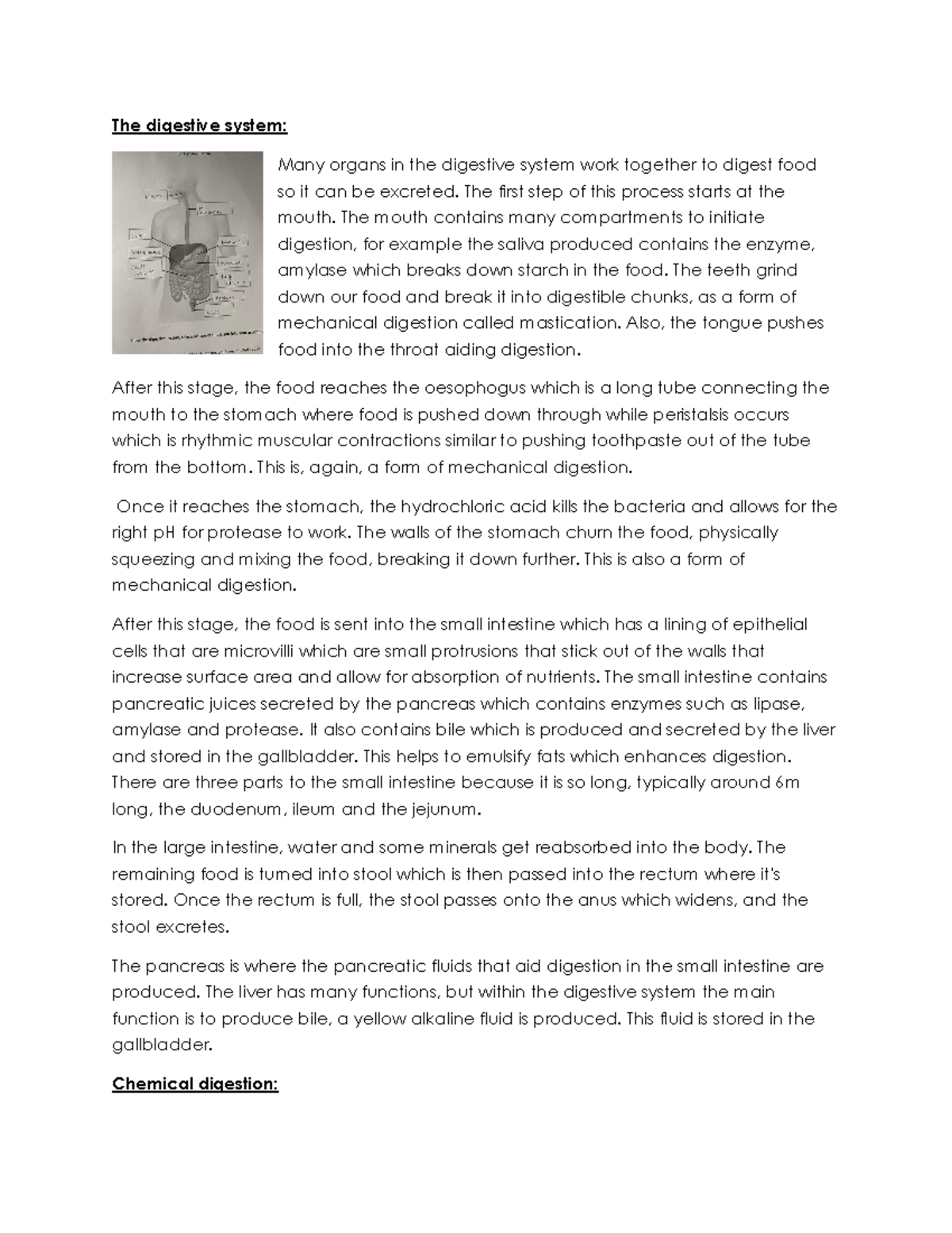 8C - Digestive System: Coursework Insights and Nutrient Analysis - Studocu