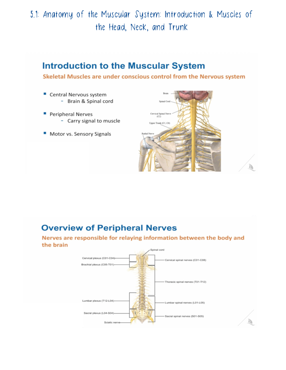 A&P - Module 5 - BIOD 152 - 5: Anatomy of the Muscular System ...