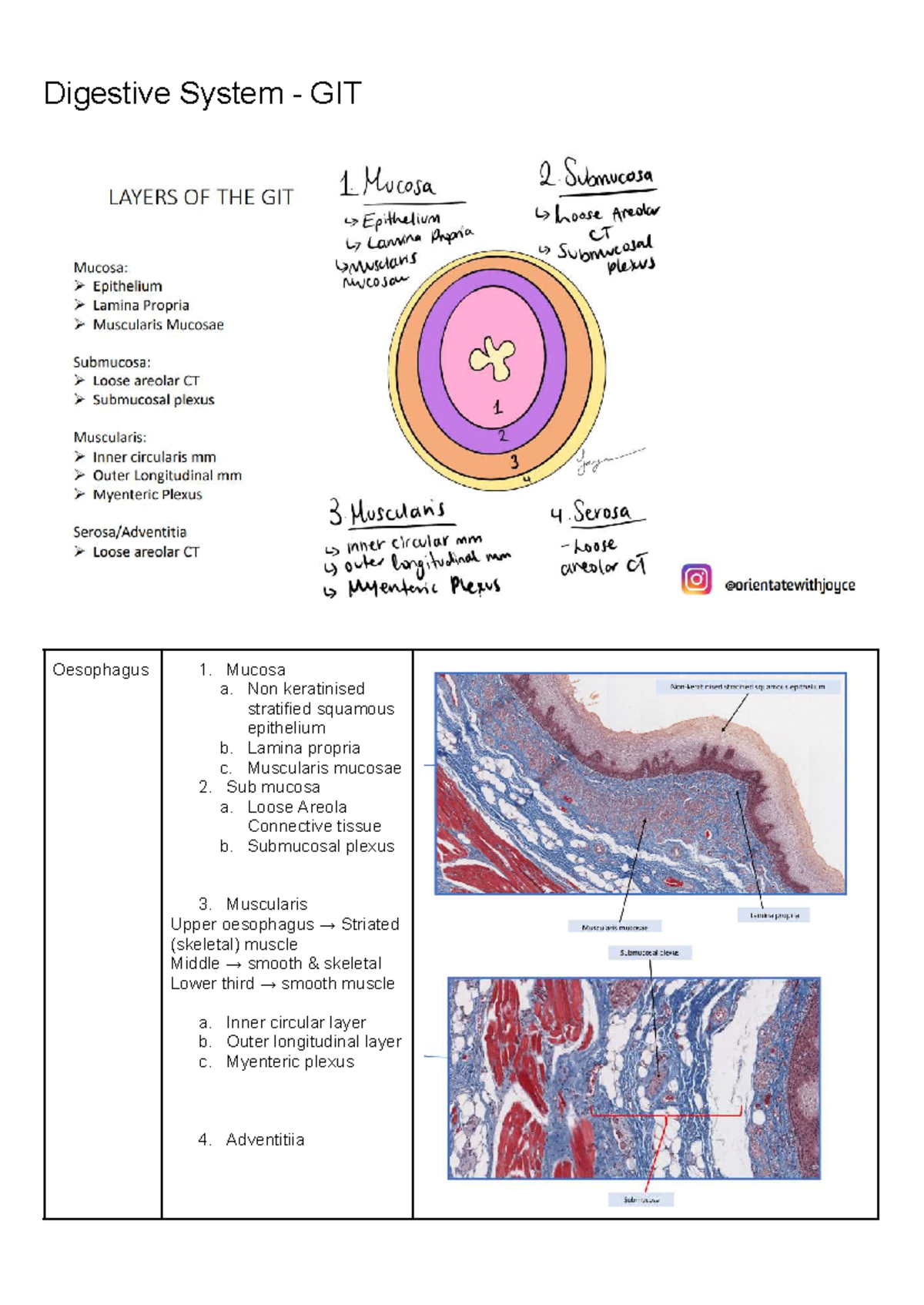 End Term Exam ANAT2241 - Comprehensive Overview of the Digestive System ...