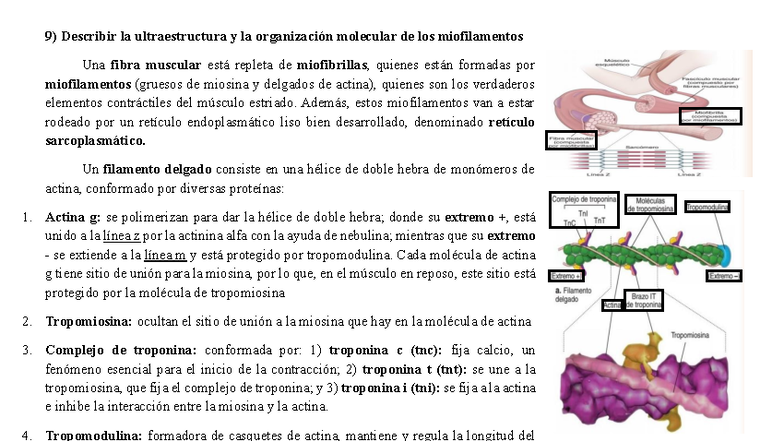 Tejido Muscular: Ultraestructura y Organización de Miofilamentos - Studocu