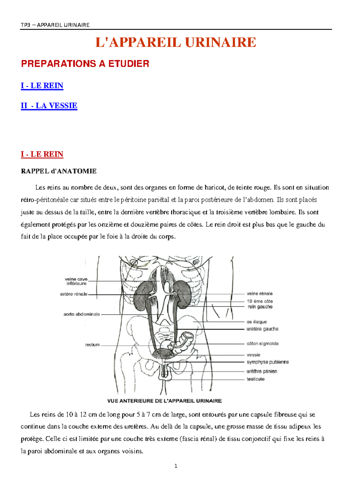 TP Anatomie de l'Appareil Urinaire - Reins et Vessie - Studocu
