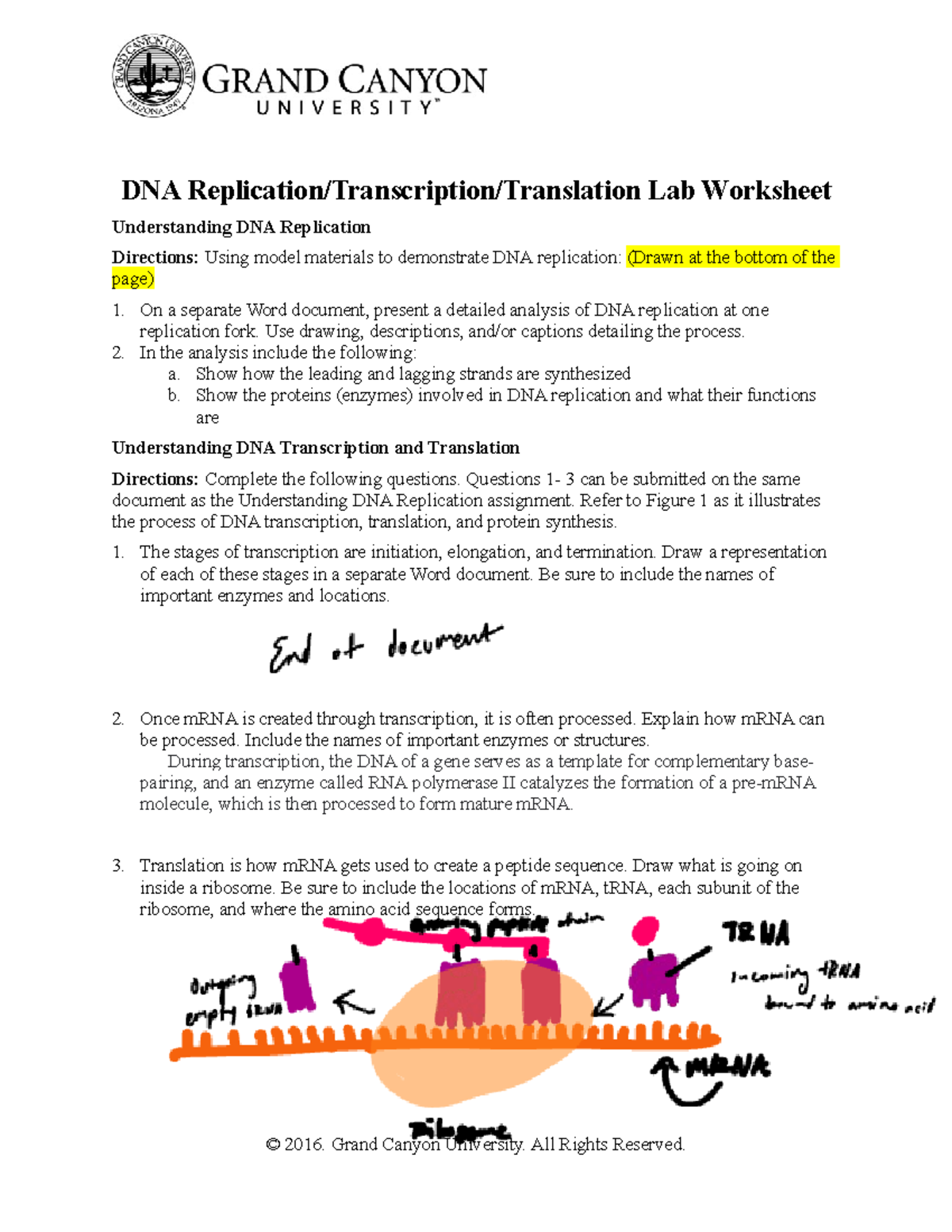 DNA Replication/Transcription/Translation Lab Worksheet Professor ...