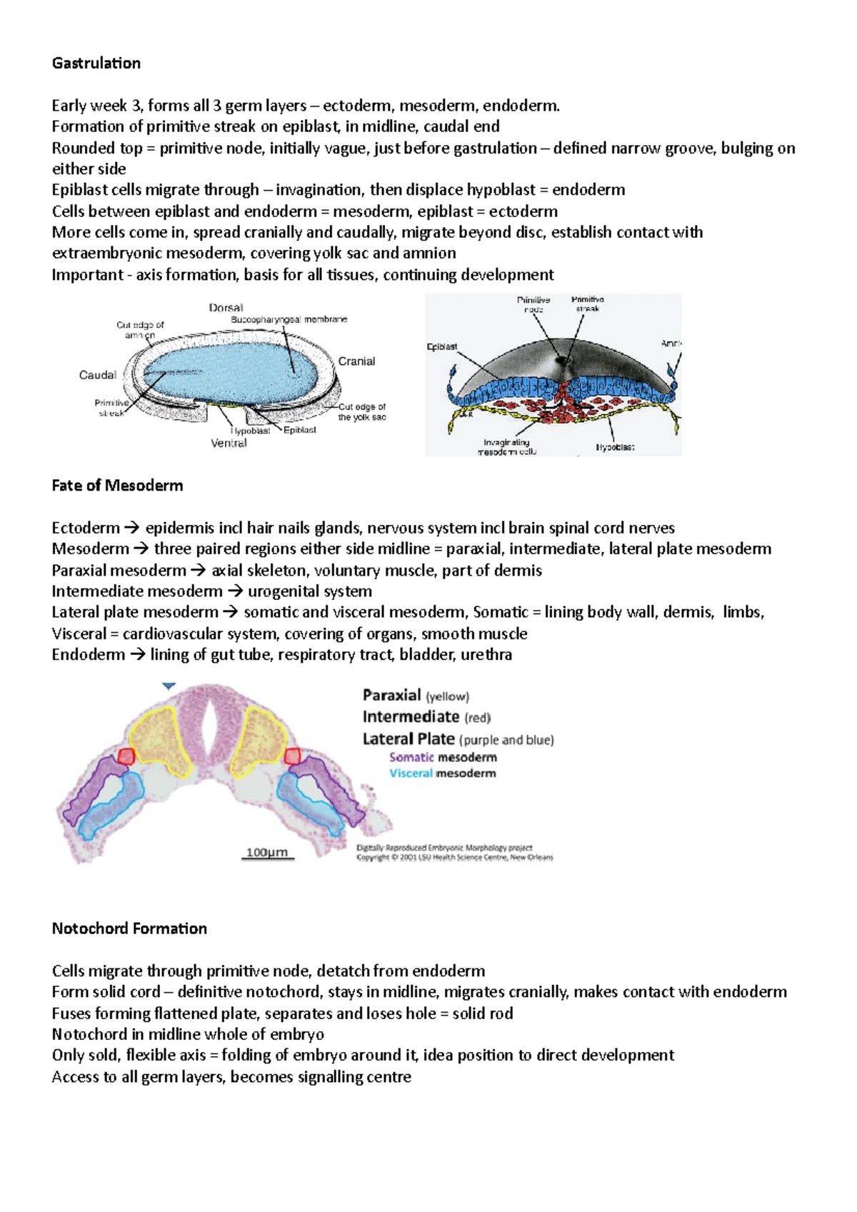 Mnemonics - Lower Limb - Mnemonics – Lower Limb Femoral triangle ...
