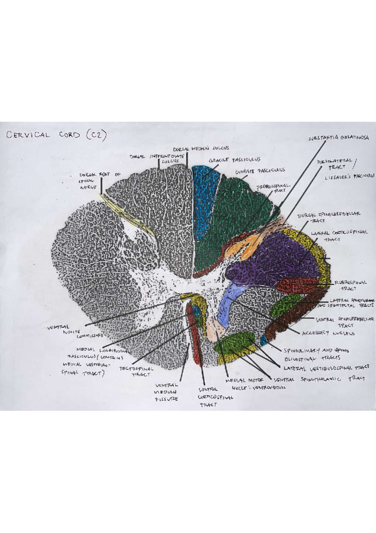 Spinal Cord Anatomy Overview (C2, L2, S3) - Key Tracts and Nuclei - Studocu