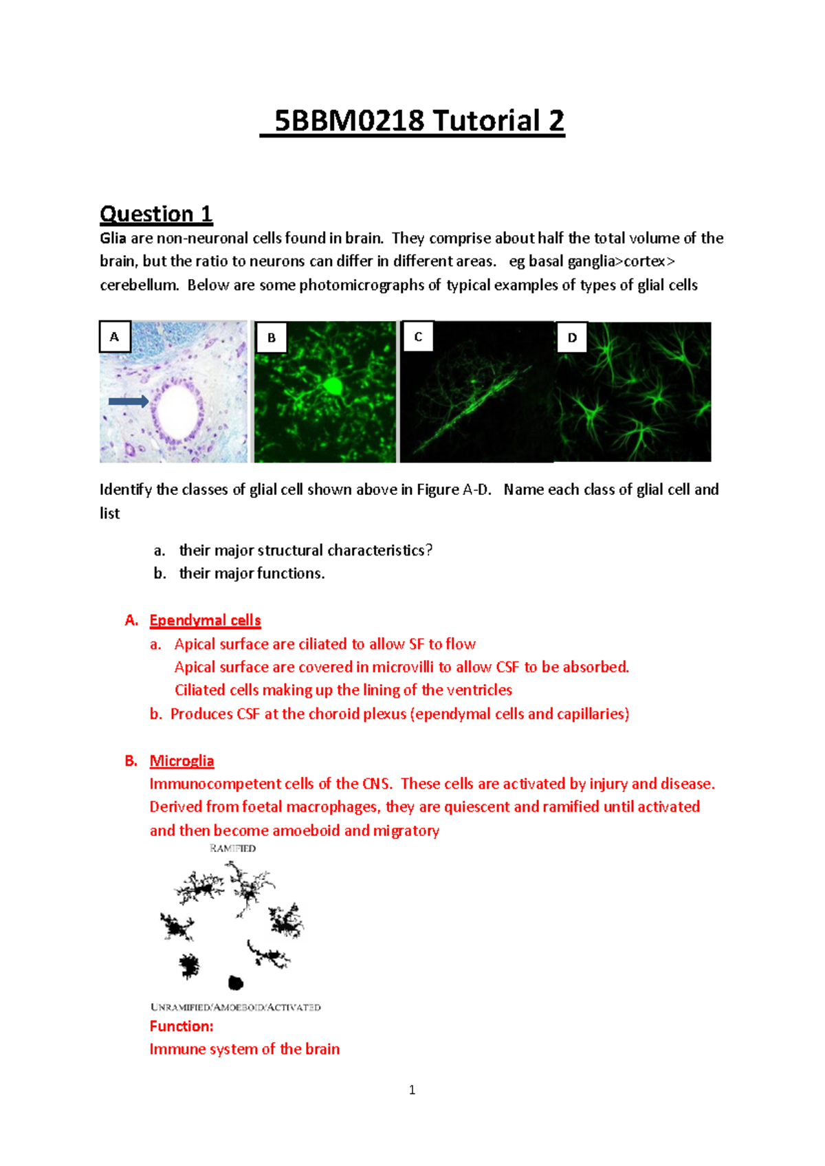5BBM0218 Tutorial 2 Answers: Glial Cells & GPCRs Overview - Studocu