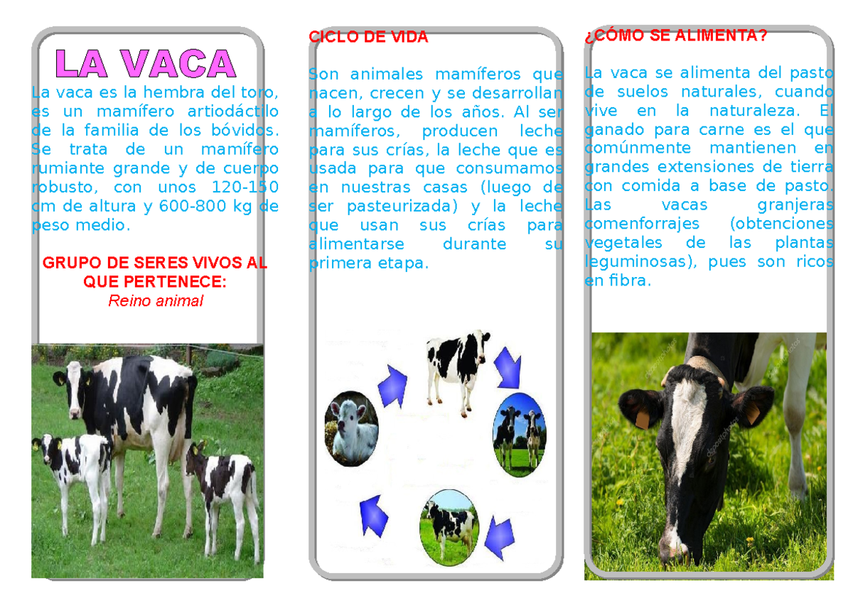 Tríptico sobre la Vaca: Características y Ciclo de Vida - Studocu