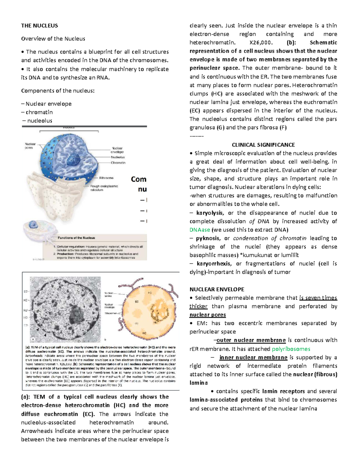 Histo-reviewer trans - THE NUCLEUS Overview of the Nucleus The nucleus ...