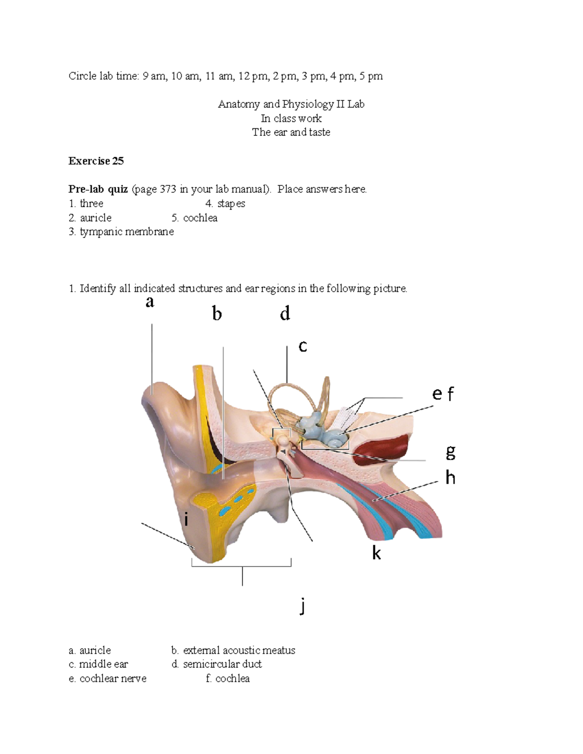 A&P II Lab: Ear and Taste Exercises & Observations - Studocu