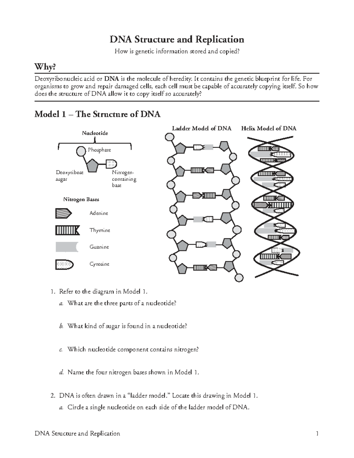 DNA Structure and Replication: Understanding Genetic Information ...