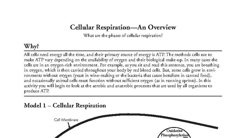 Cellular Respiration Overview: Phases, Processes, and Energy Production ...